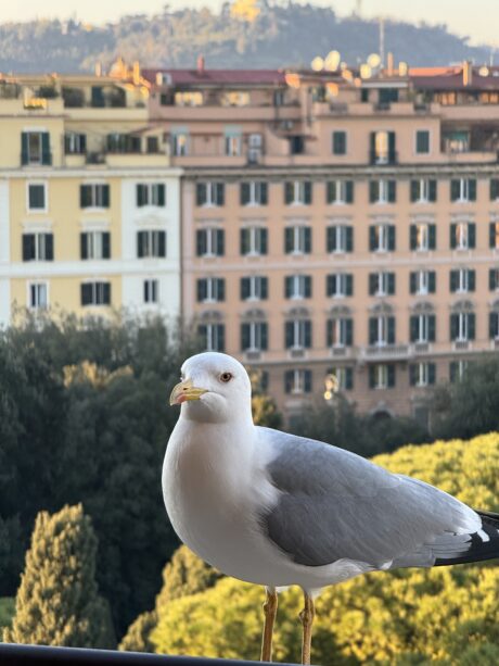 3 zile in Roma - ghid de calatorie, ce sa faci in Roma